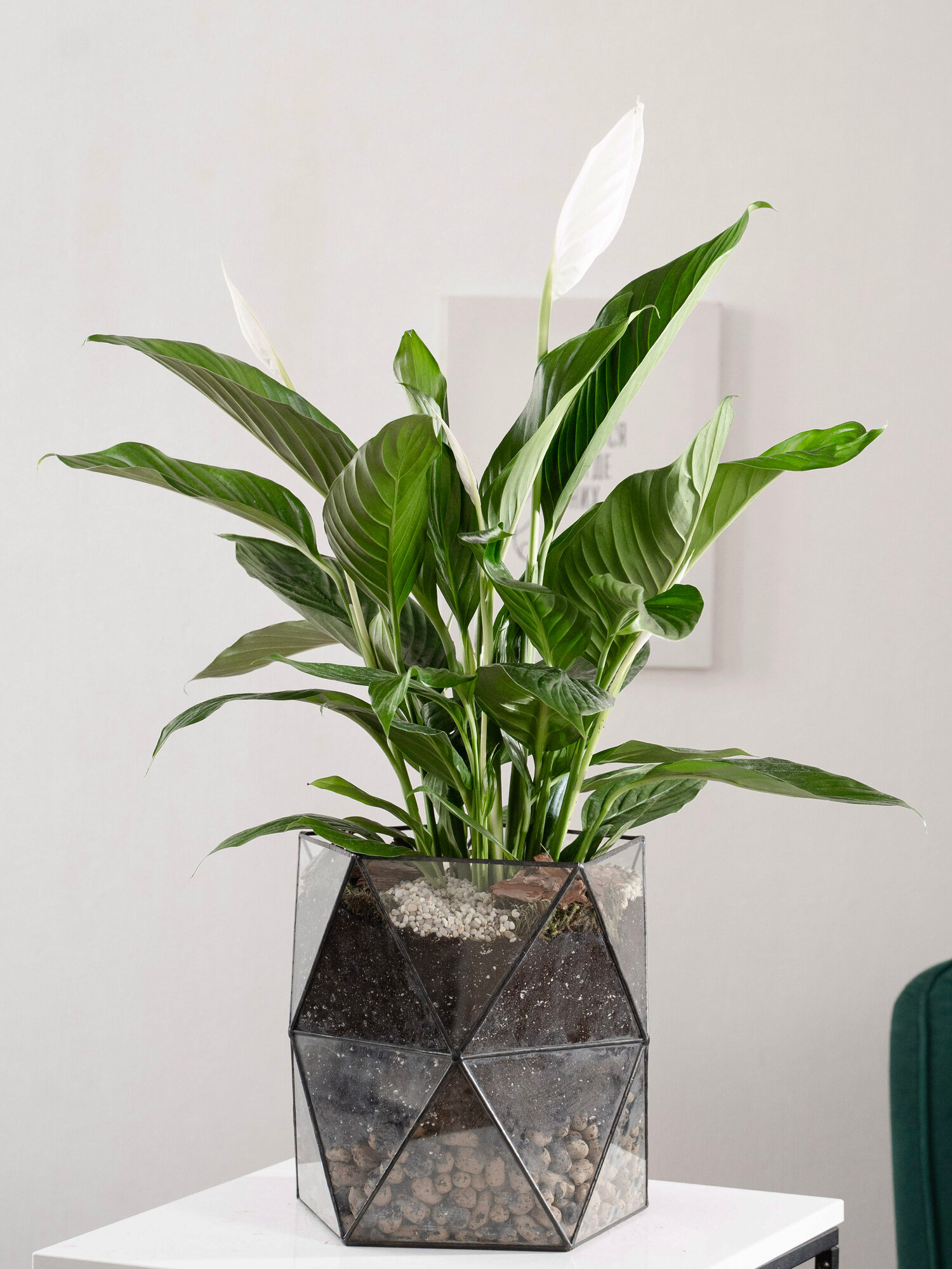 Geo Glass: Цветок в горшке живой , растение "женское счастье", стеклянное кашпо