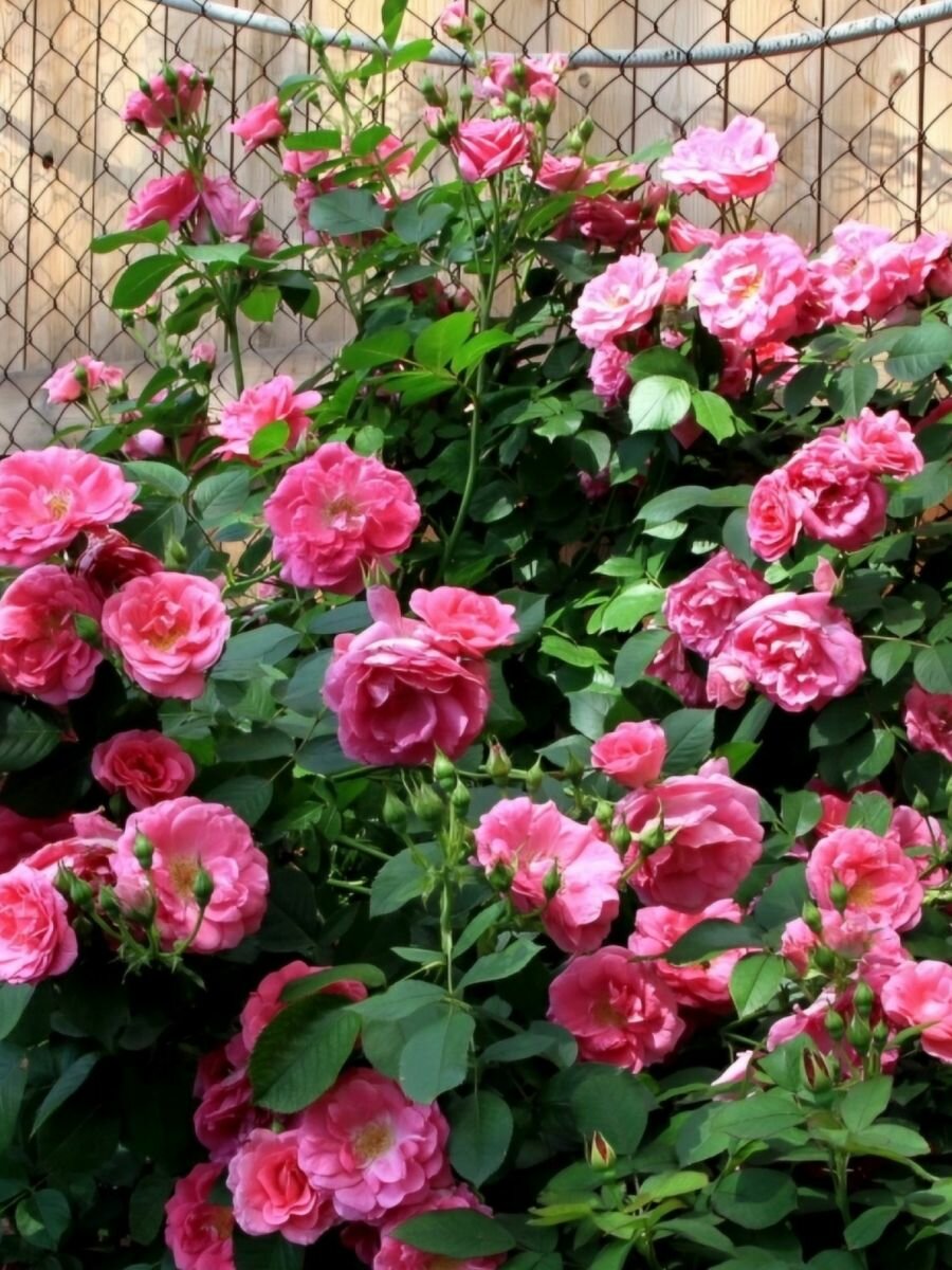 Роза канадская Морден Сентенниал / 2 шт, морозостойкая, обильноцветущая