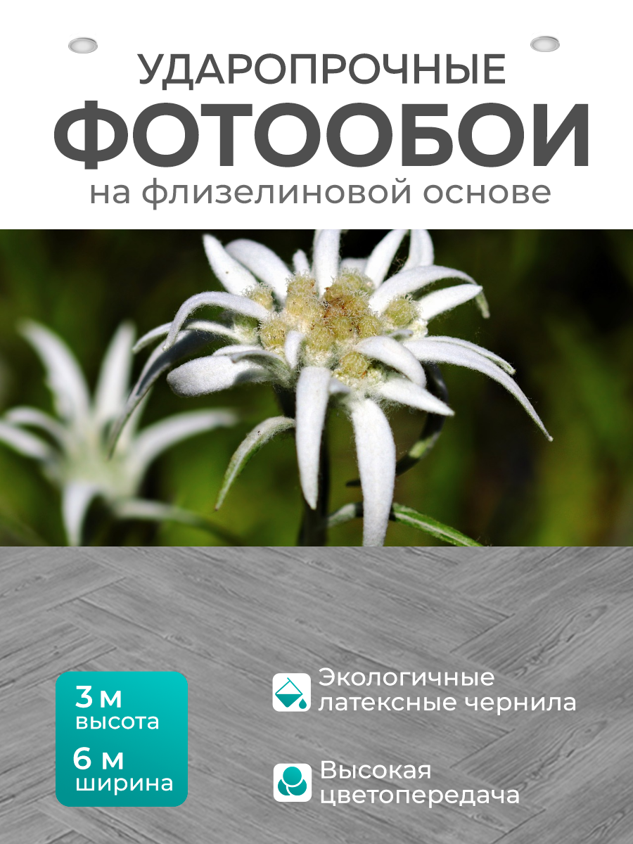 Фотообои моющиеся ударопрочные "Цветок, эдельвейс, альпийская edelweiß" 600x300 см. флизелиновые на стену