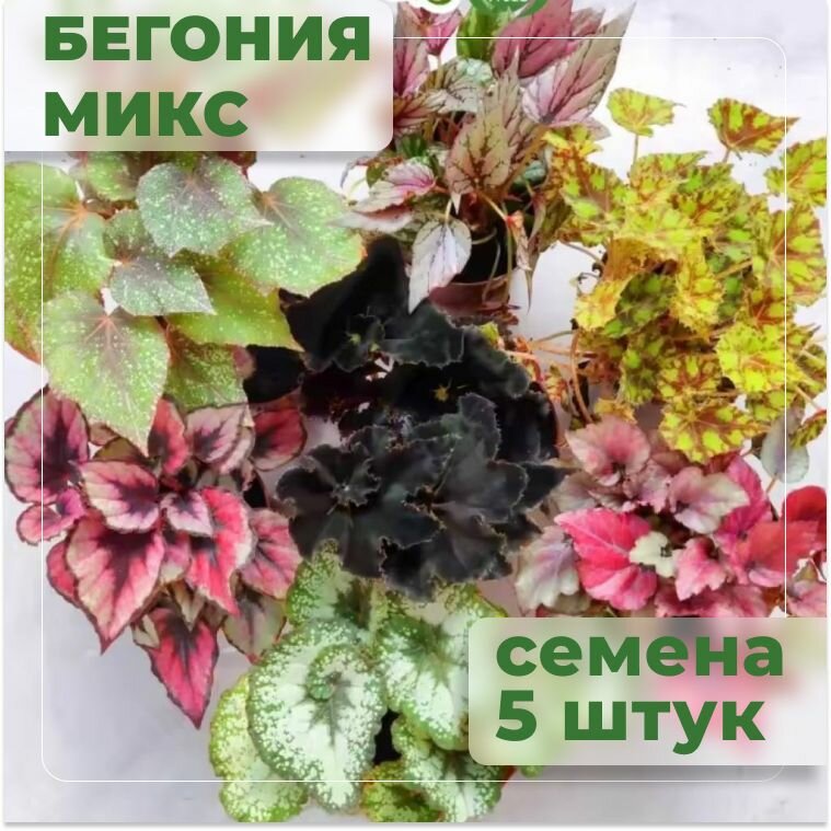 Бегония декоративнолиственная микс цветов, семена для выращивания 5 штук