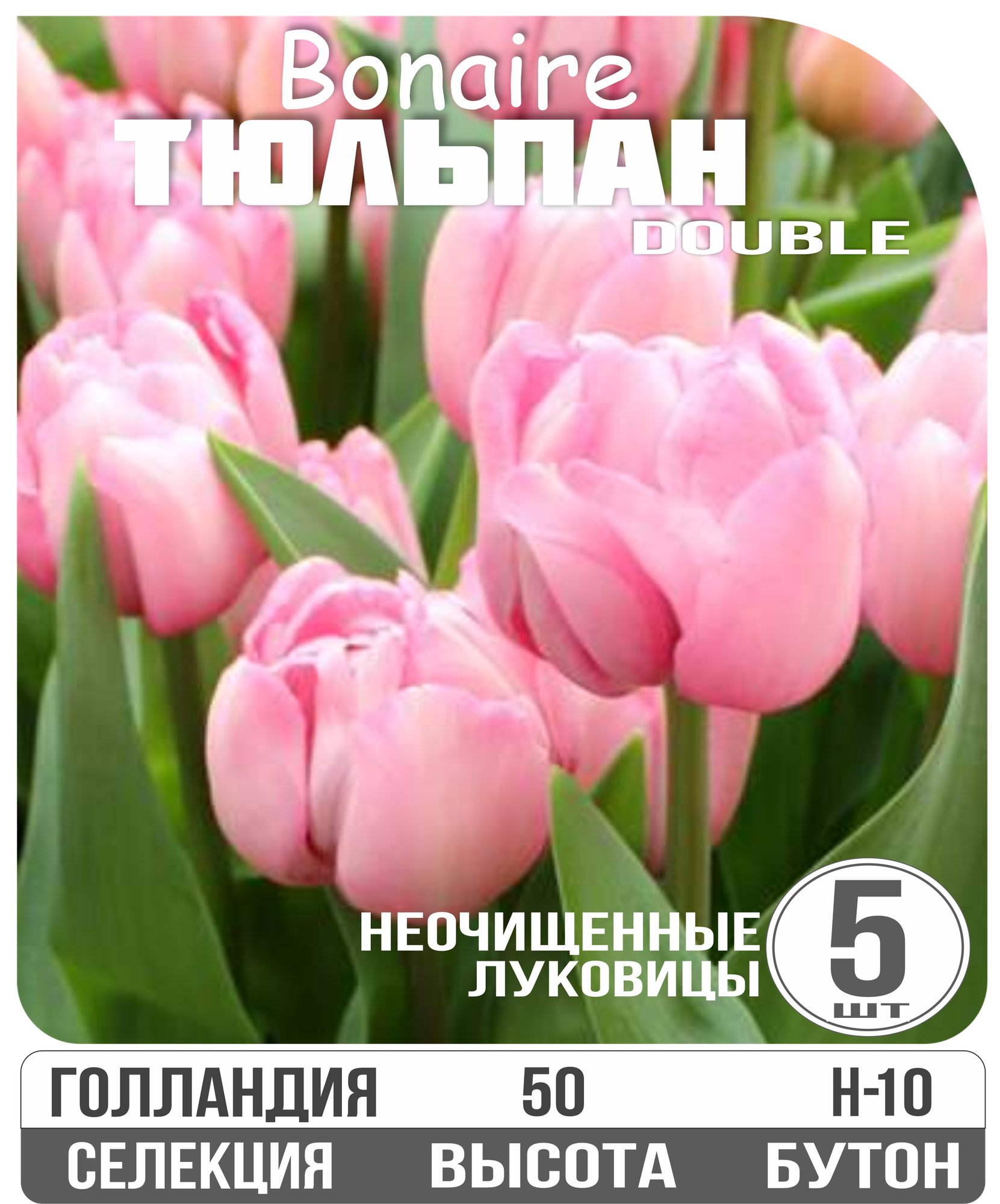 Тюльпан луковицы Бонаире, 5шт неочищенные, многолетний , махровый, высота 50 см.