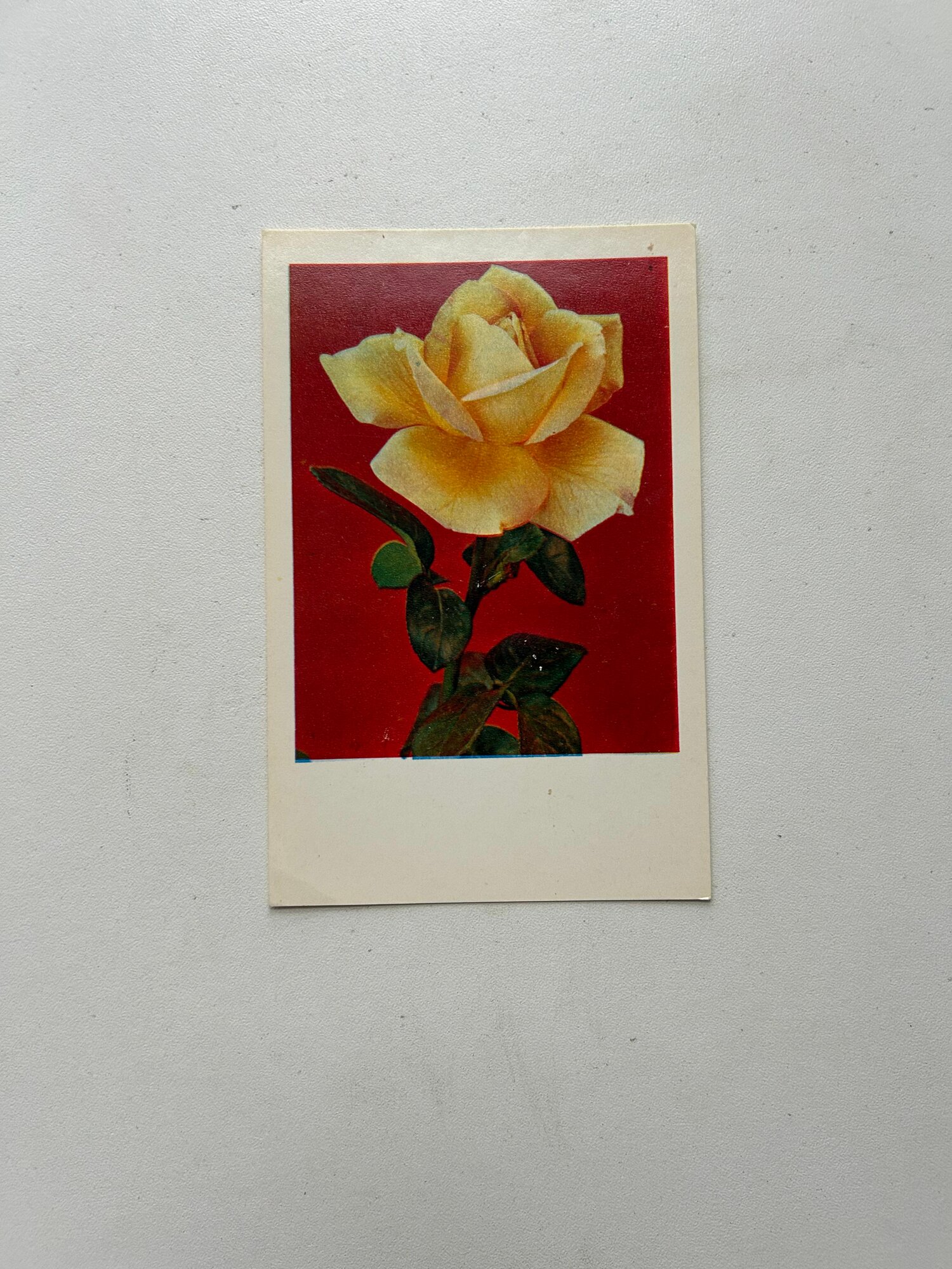 Винтажная открытка СССР "Желтая роза". Издана в 1971 году