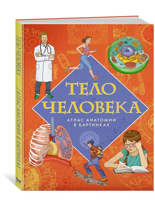 Тело человека. Атлас анатомии в картинках