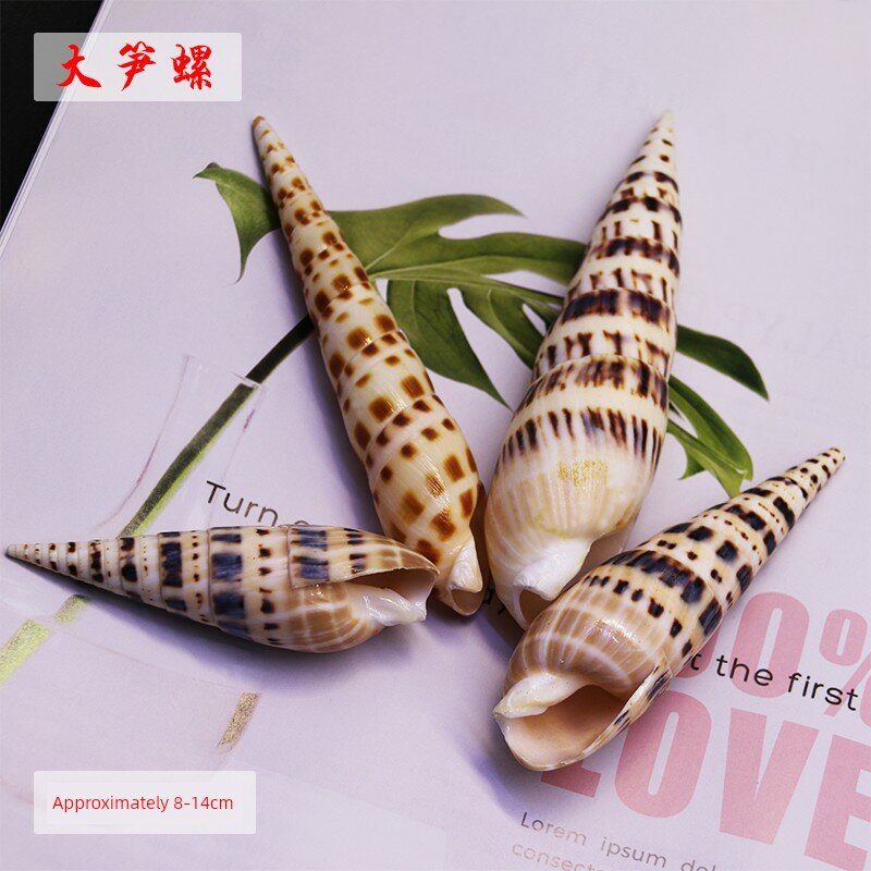 Натуральная раковина для декора аквариума, ландшафтный дизайн аквариума, раковина-гармошка, крупный раковина-лягушка,