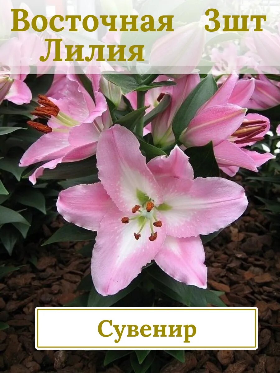 Лилия Восточная махровая, многолетние цветы, луковицы 3 шт
