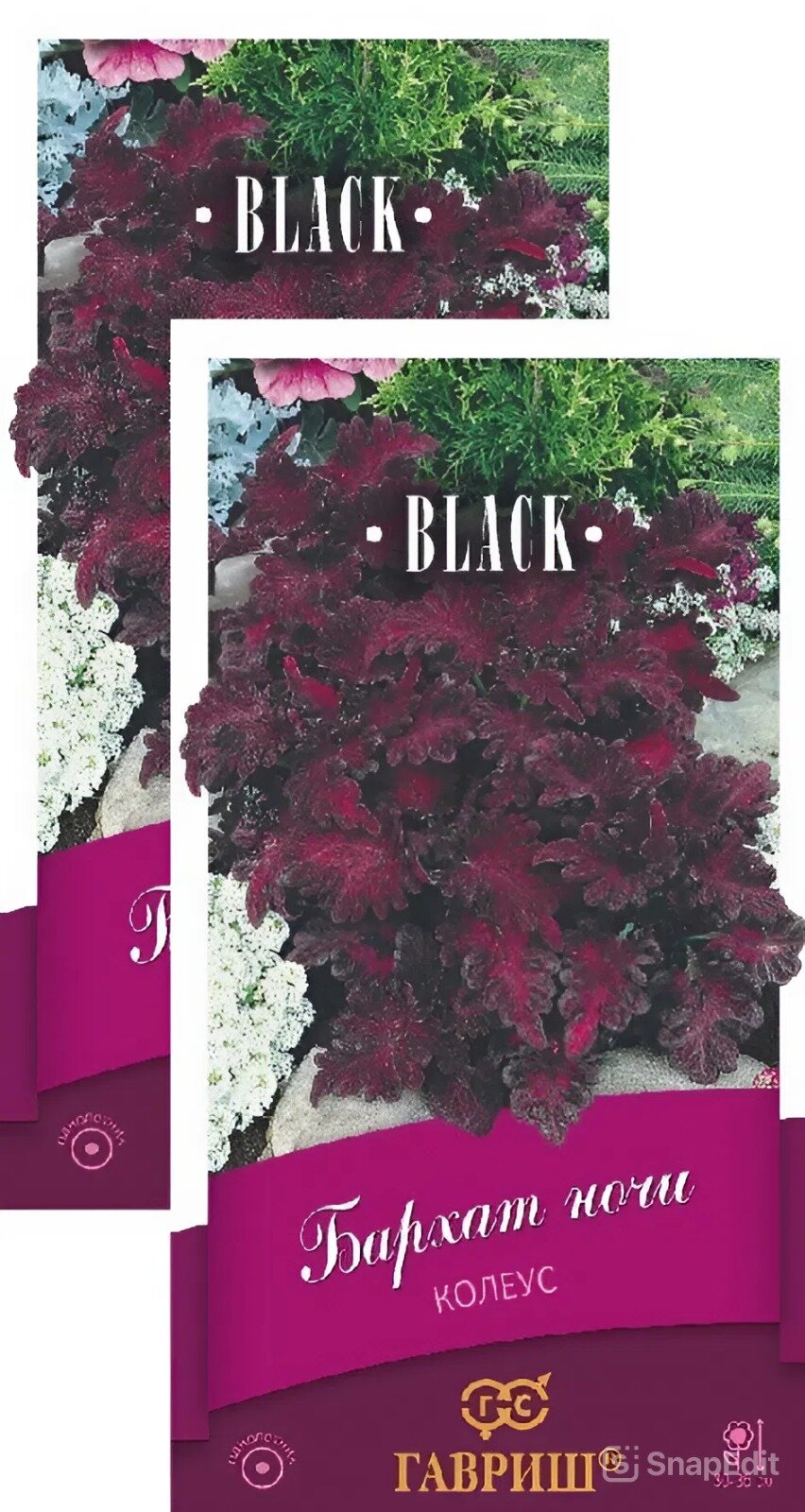 Семена Колеус Бархат ночи (4 шт), 2 пакета, Агрофирма Гавриш