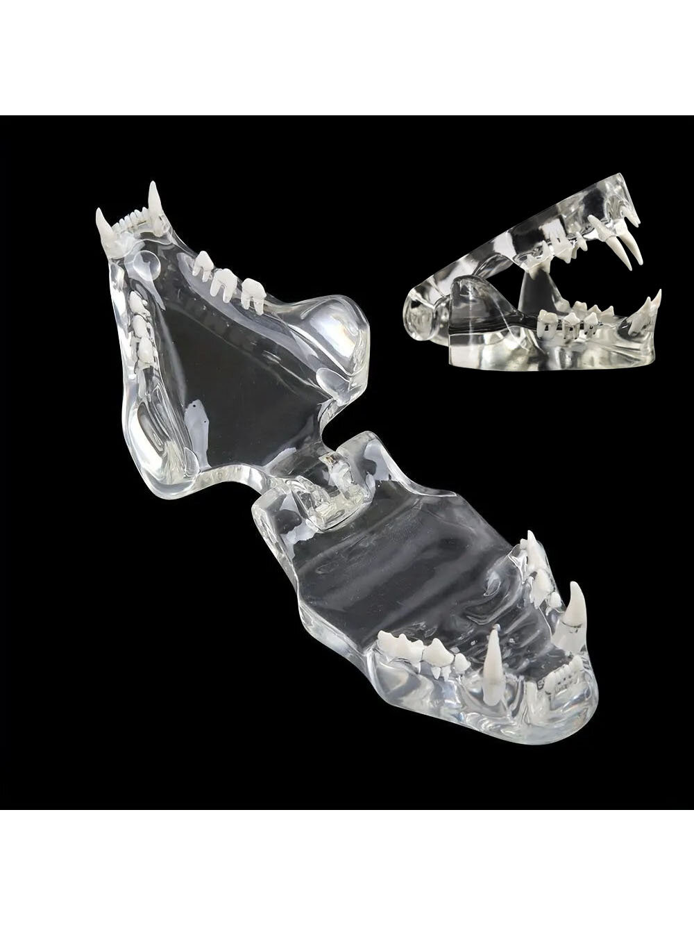 Стоматологическая челюсть для животных, прозрачная анатомическая модель зубов для ветеринарного образования кошка, подвижная челюсть для обучения и демонстраций