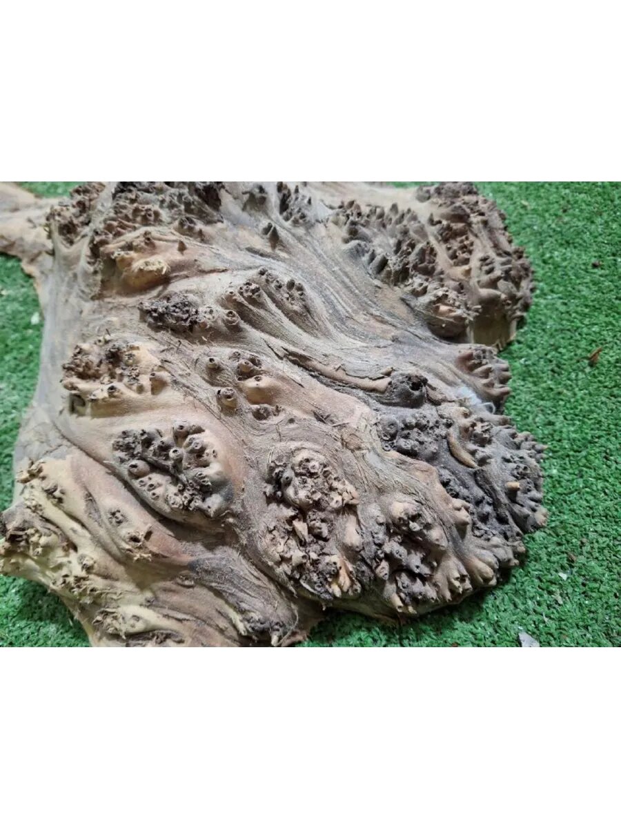 Слэб массив каповый тополь (540-320-80мм)