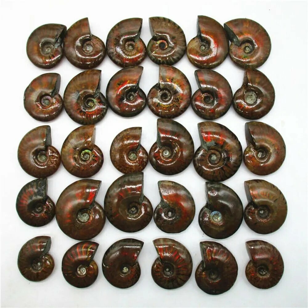 Аммонит для декора