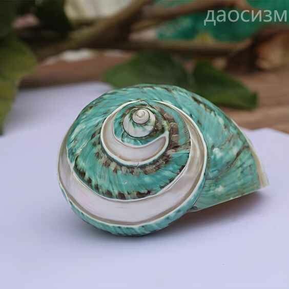 Ракушка морская, натуральная Турбо с полосой