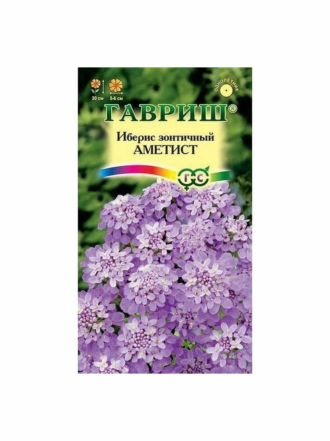 Семена Иберис Аметист, однолетник, Гавриш, 1 пачка - 0.2г семян