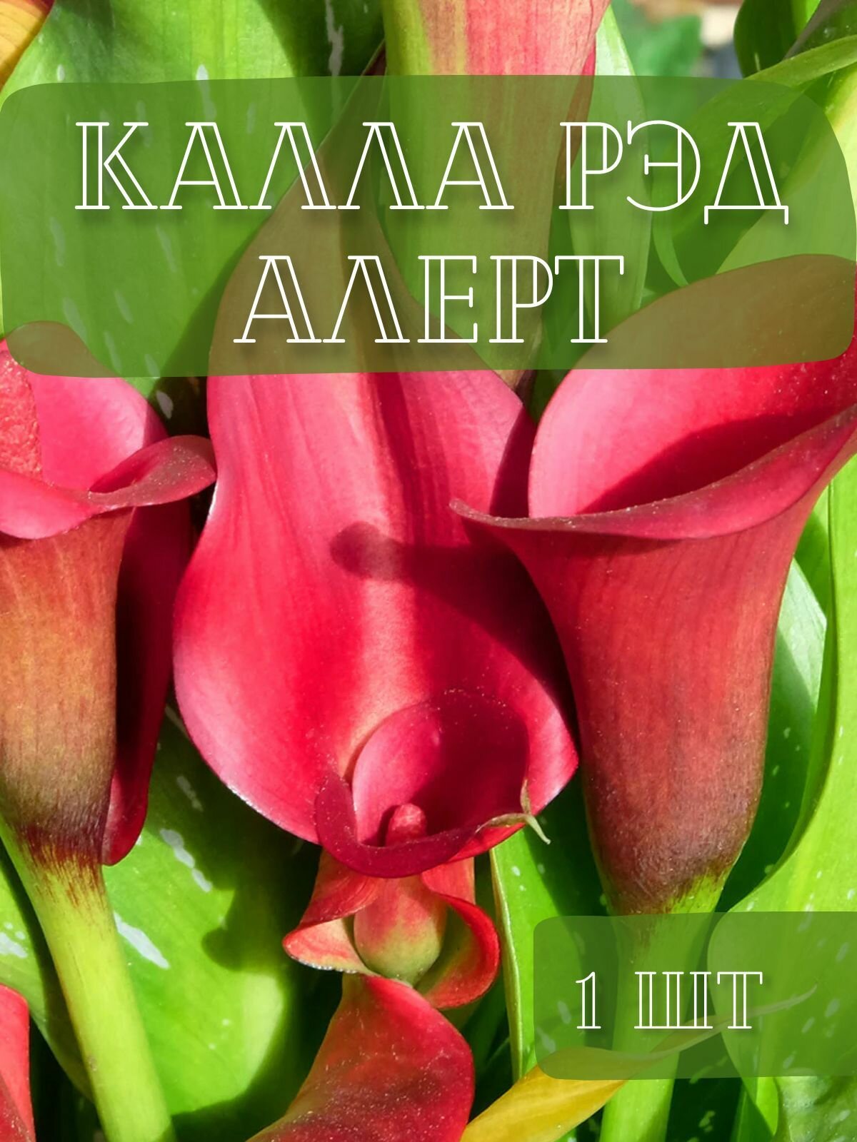 Калла Рэд Алерт 1шт