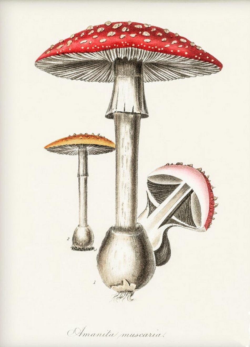 Плакат, постер ботанические иллюстрации, мухомор на бумаге, размер 42х60см