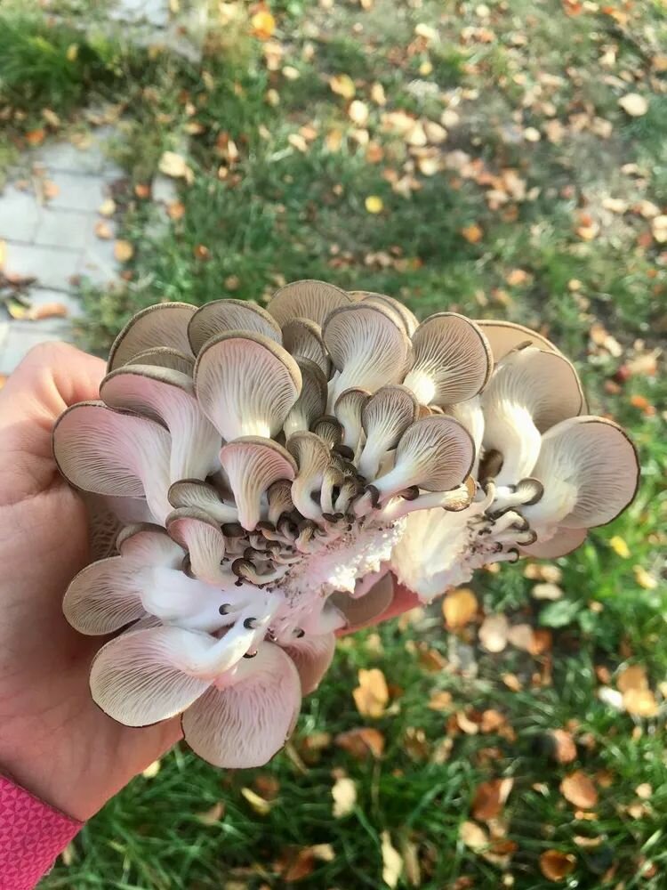 Мицелий зерновой грибов Вешенка ( штамм К17) - 1 кг.