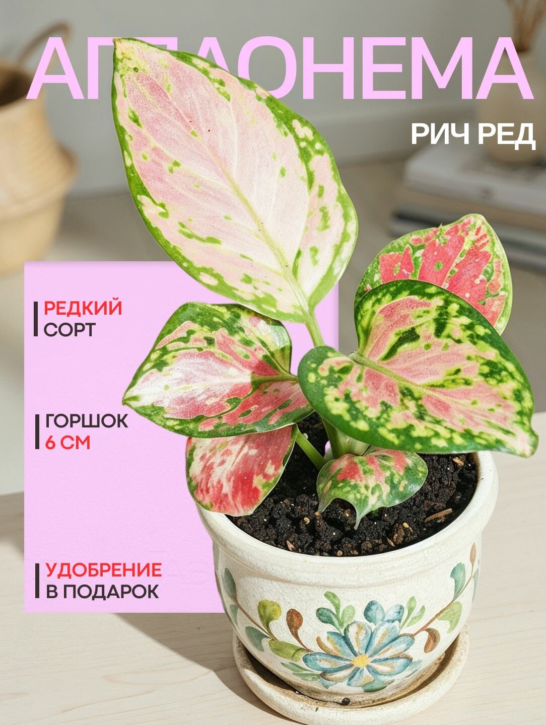 Аглаонема Рич Ред комнатный цветок в горшке живой