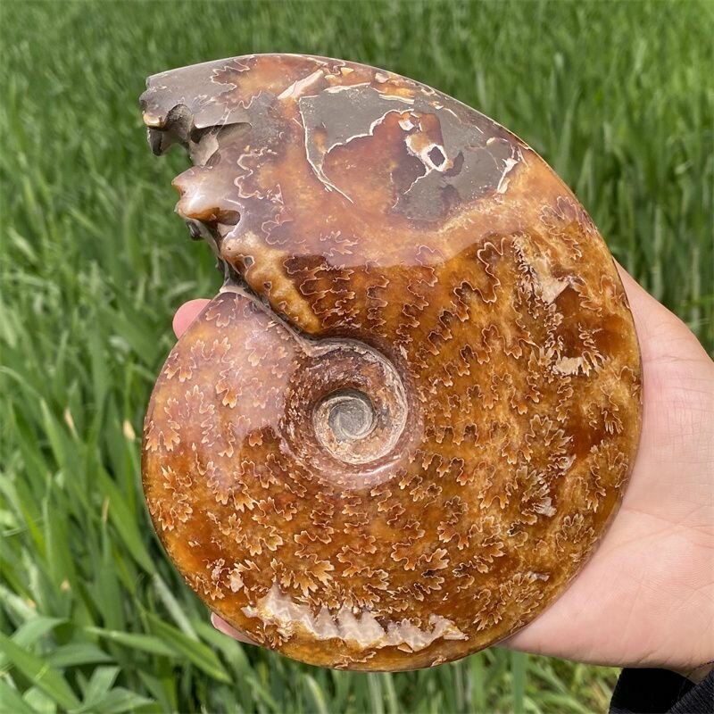 Окаменелость