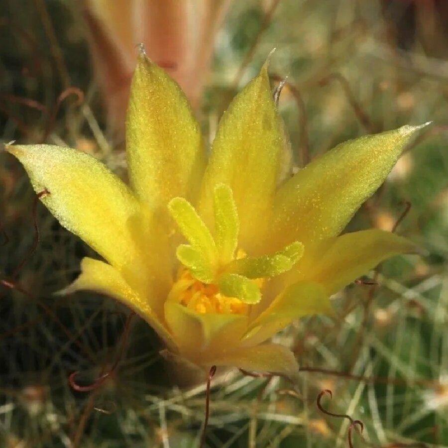 Семена Deodar SEEDS COMPANY Кактус Dolichothele surculosa 10 шт.