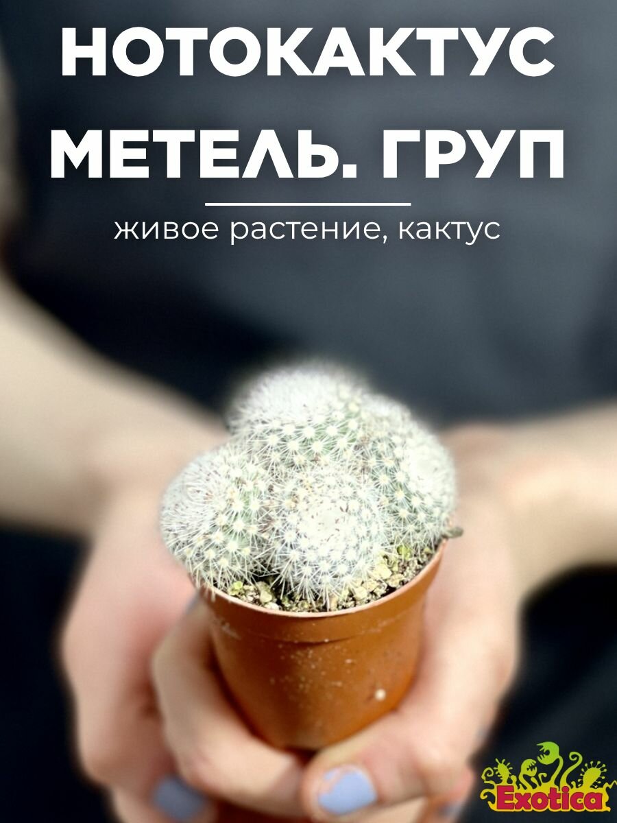Нотокактус Метельчатый (Скопа) Груп (Notocactus Scopa Group) D5см, комнатное растение