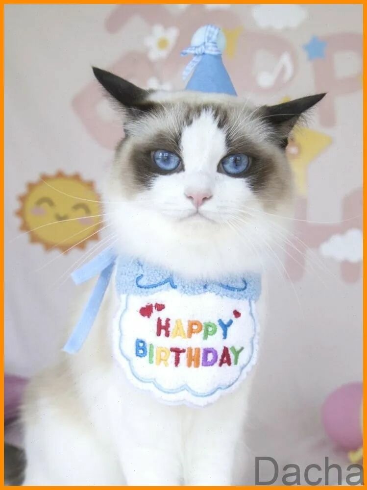 Ошейник и колпак праздничный костюм на День Рождения кота и собаки