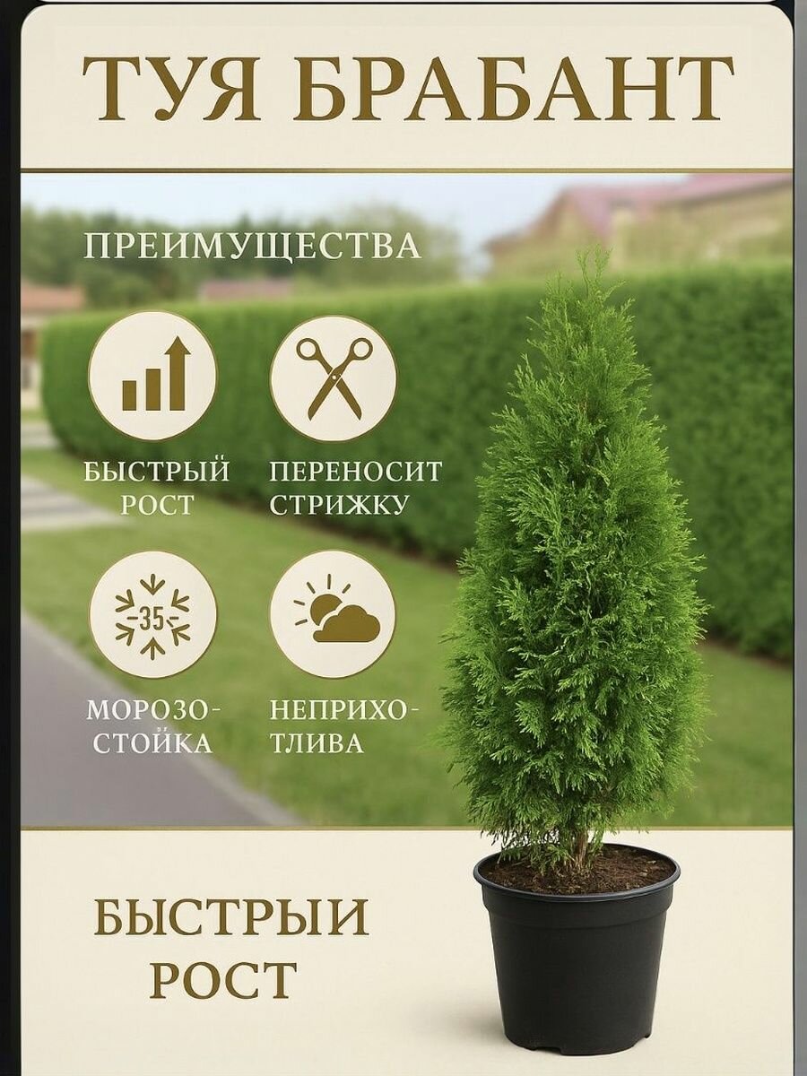 Саженец "Туи Брабант", для живой изгороди, вертикальный рост, высота до 4 м