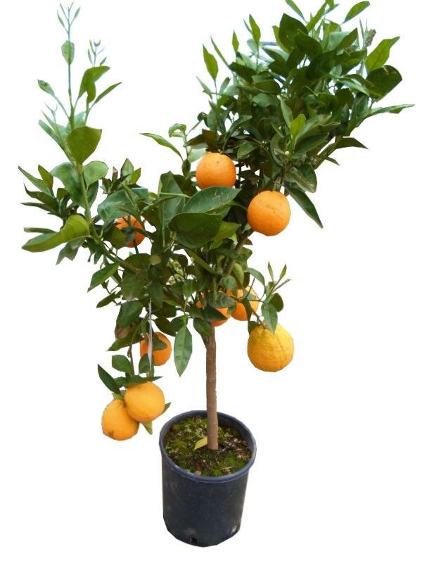 Апельсин Биондо Тардиво - Citrus sinensis Biondo Tardivo D21 H70