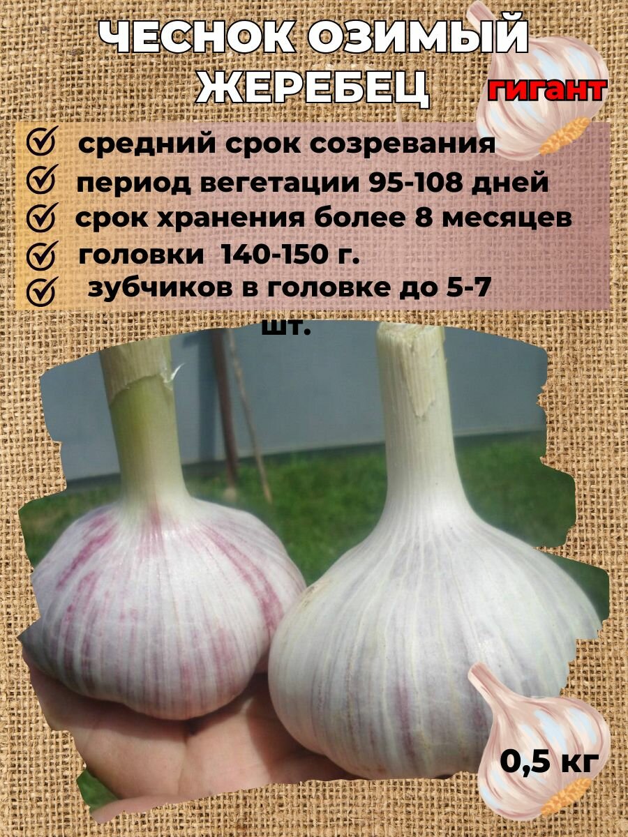Чеснок озимый на посадку Жеребец 0,5 кг