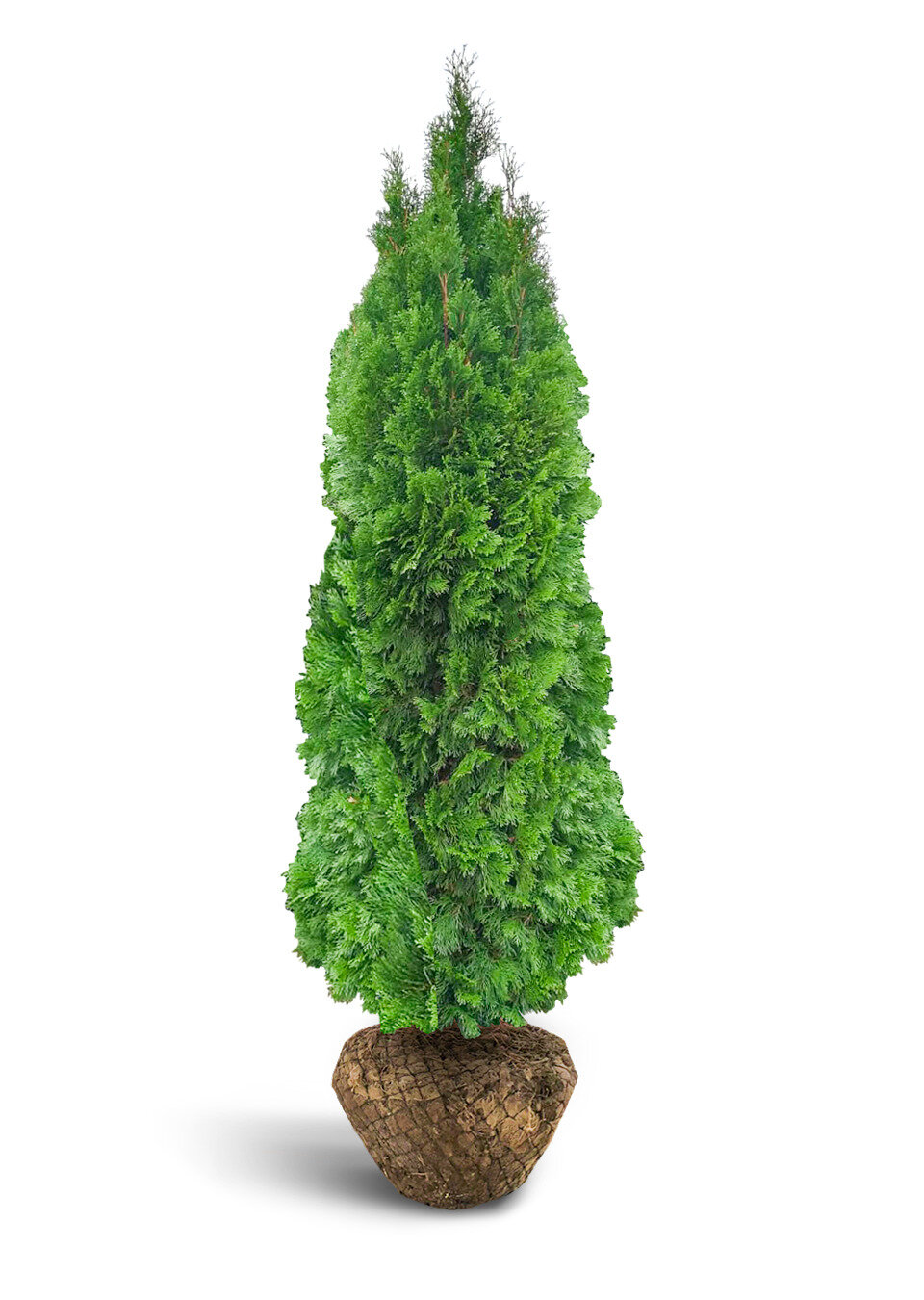Туя Смарагд 125-150 см с комом, саженец, комплект из 5 шт