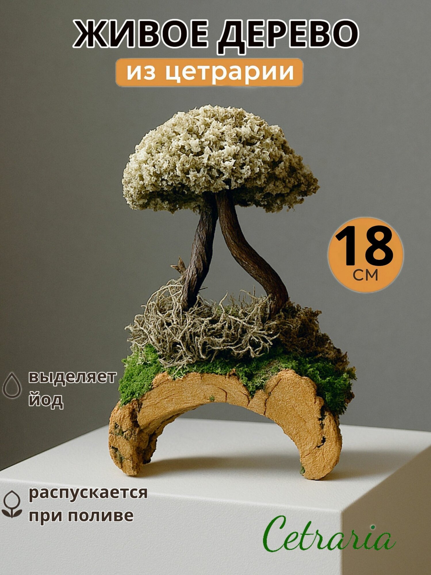 Настольное украшение Дерево из цетрарии