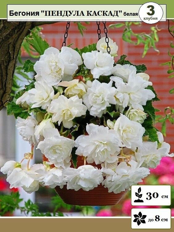 Клубни Бегония Пендула Каскад белая / комнатные цветы, цветы для сада / в упаковке 3 шт