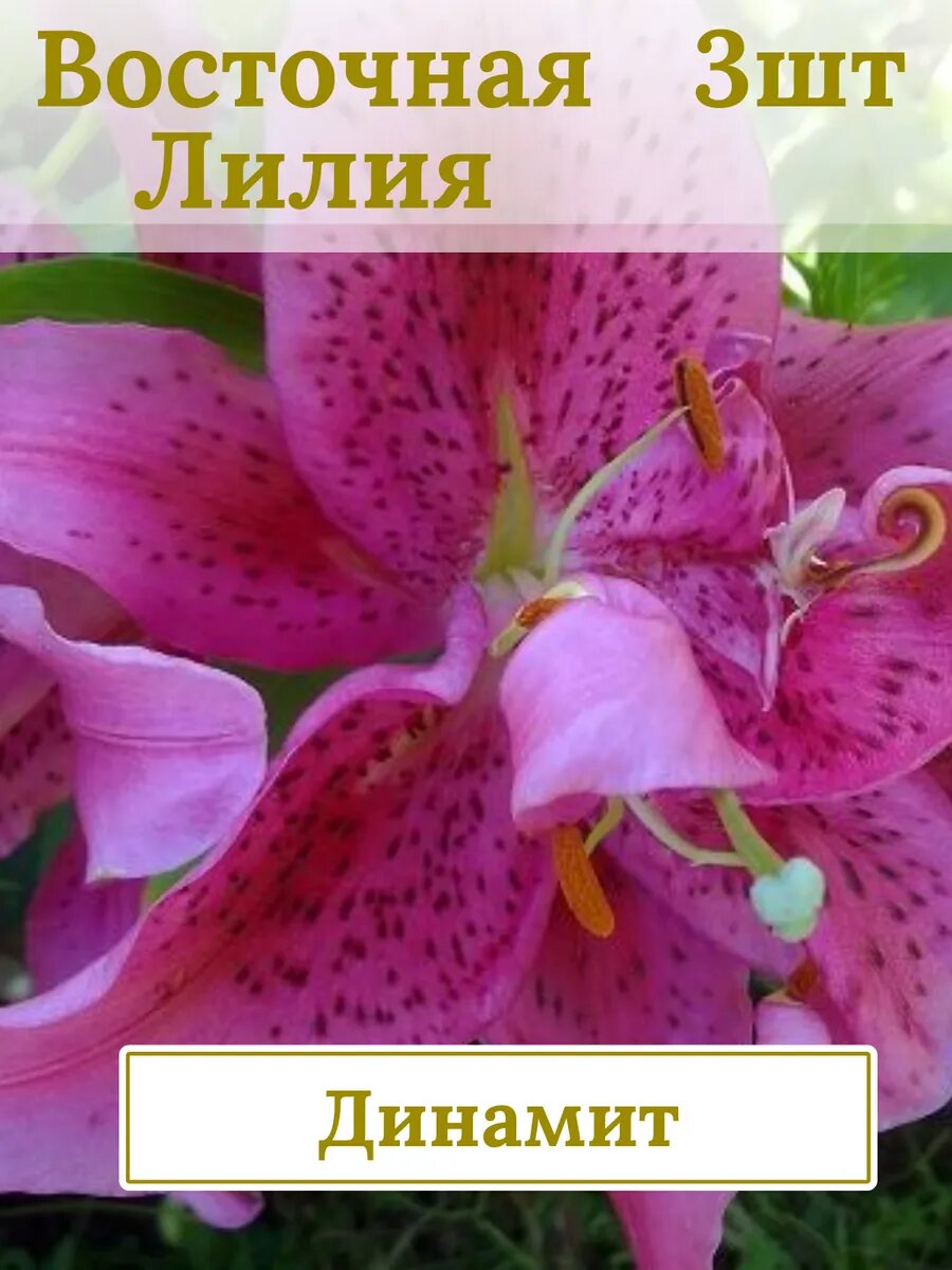 Лилия Восточная махровая, многолетние цветы, луковицы 3 шт
