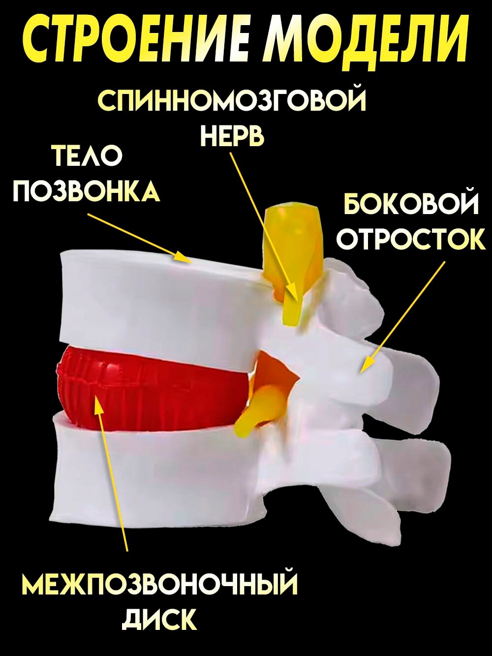 Анатомическая модель — фото 1