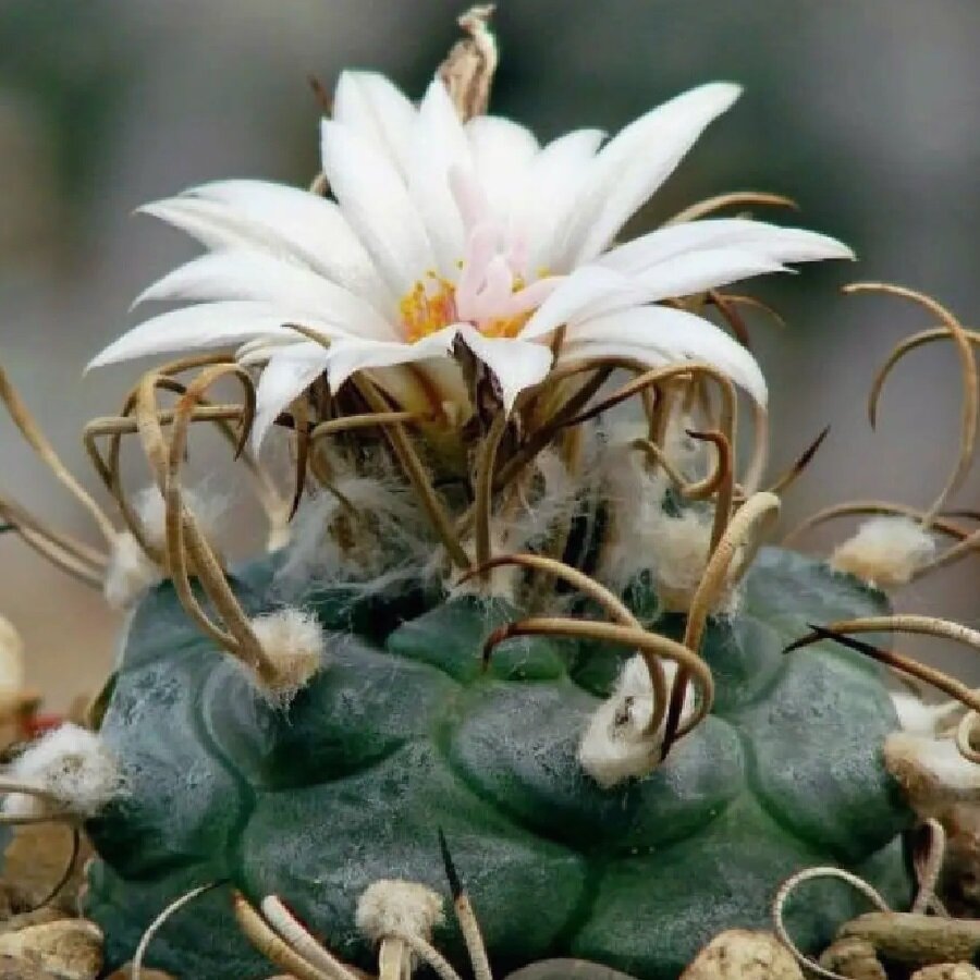 Семена Деодар Кактус Turbinicarpus macrochele v. kupackii TCG-3002, 10 шт.