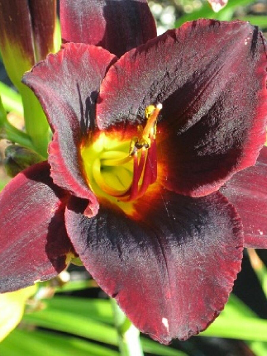 Лилейник Чоколат Кэнди