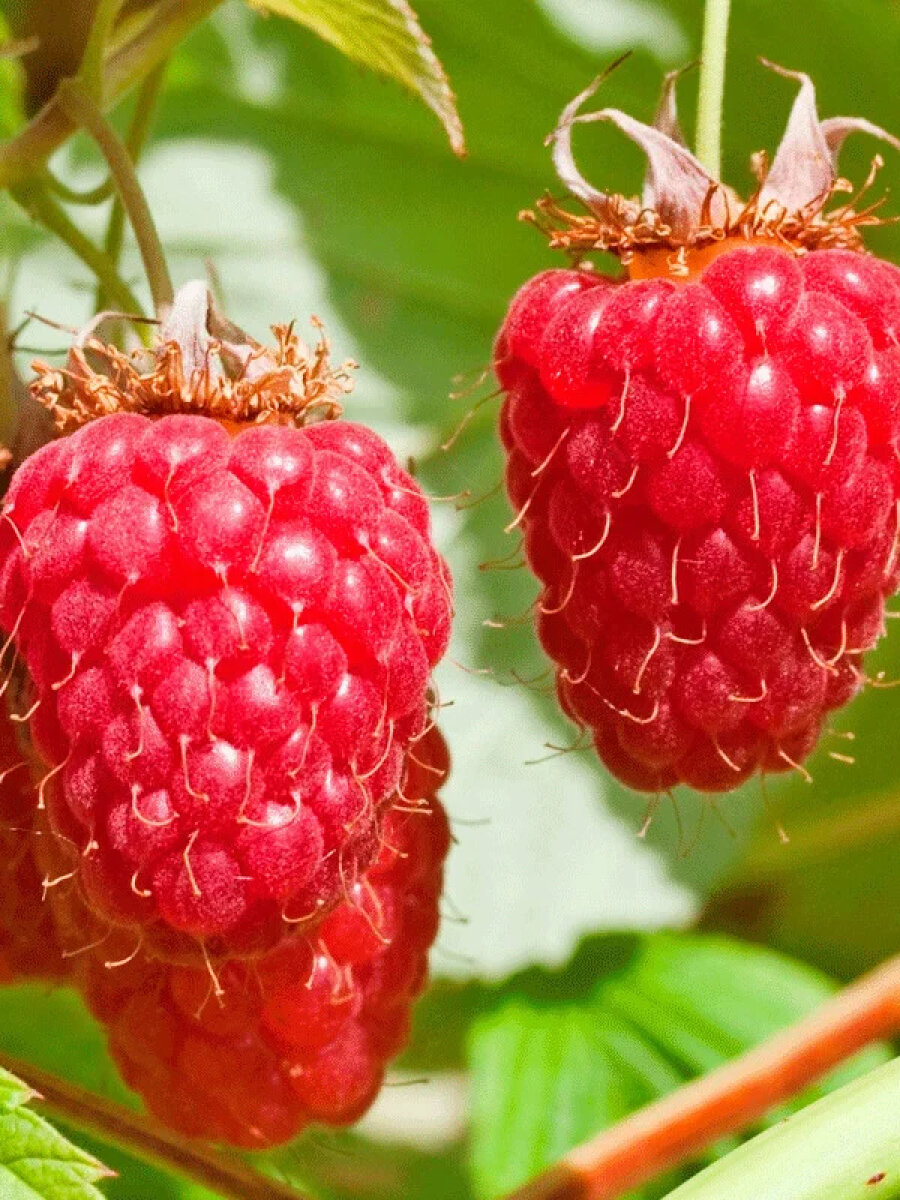 Малина ремонтантная Красная Гвардия 2 шт / морозостойкий сорт