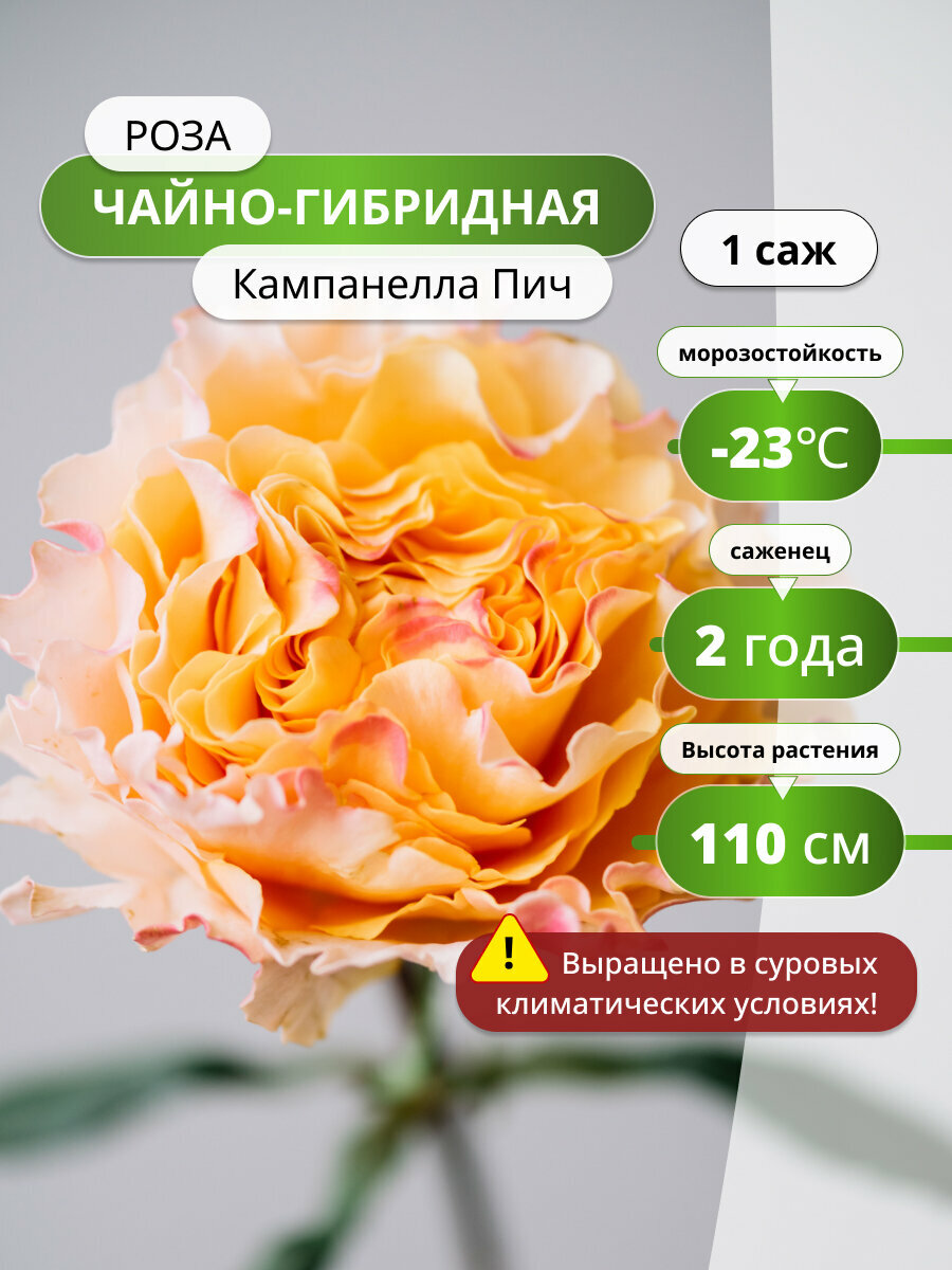 Роза чайно-гибридная "Кампанелла Пич", жёлтая, многолетняя, высота 30см