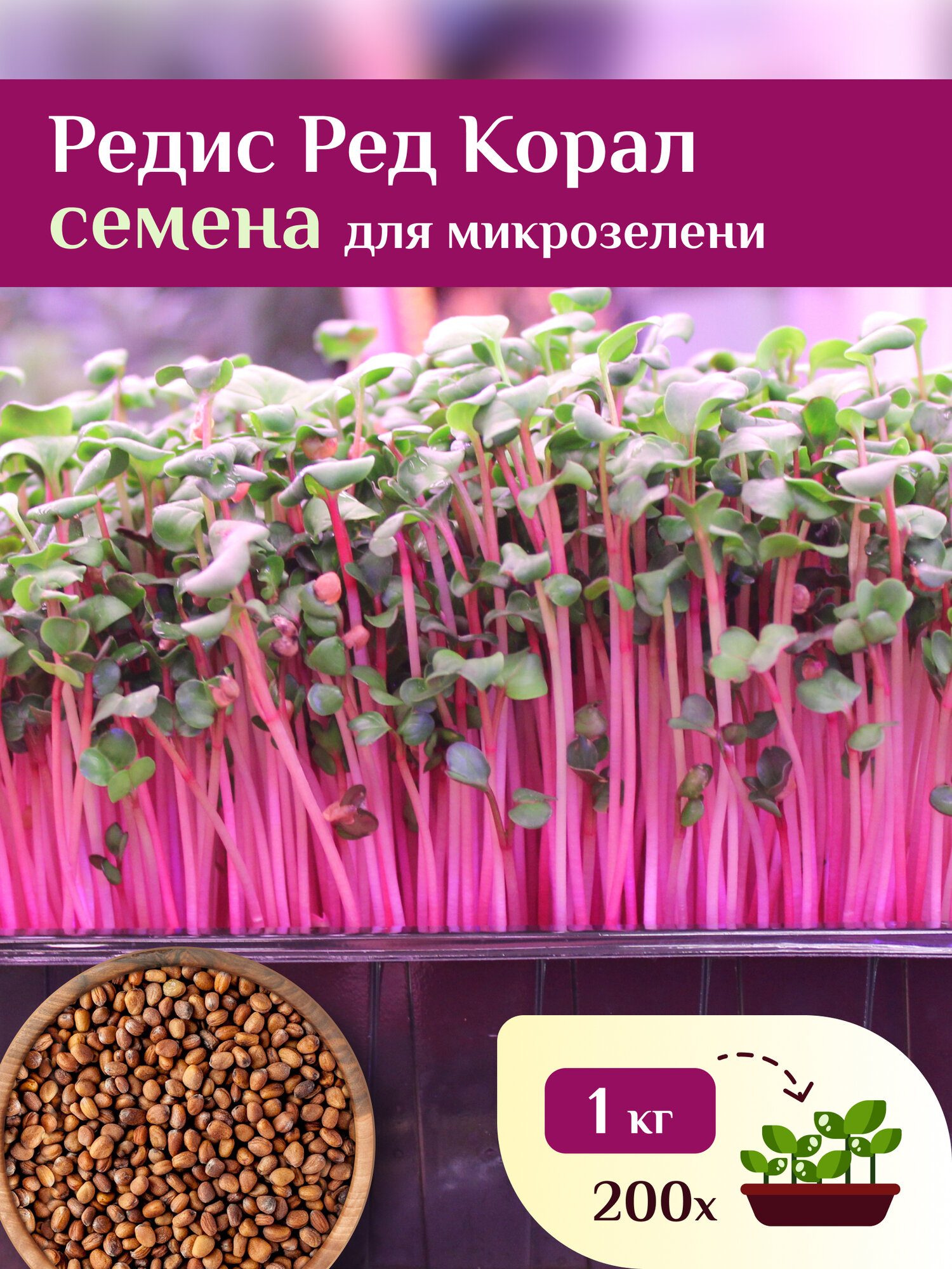 Редис Ред Корал семена для проращивания, Ильинские проростки 1кг
