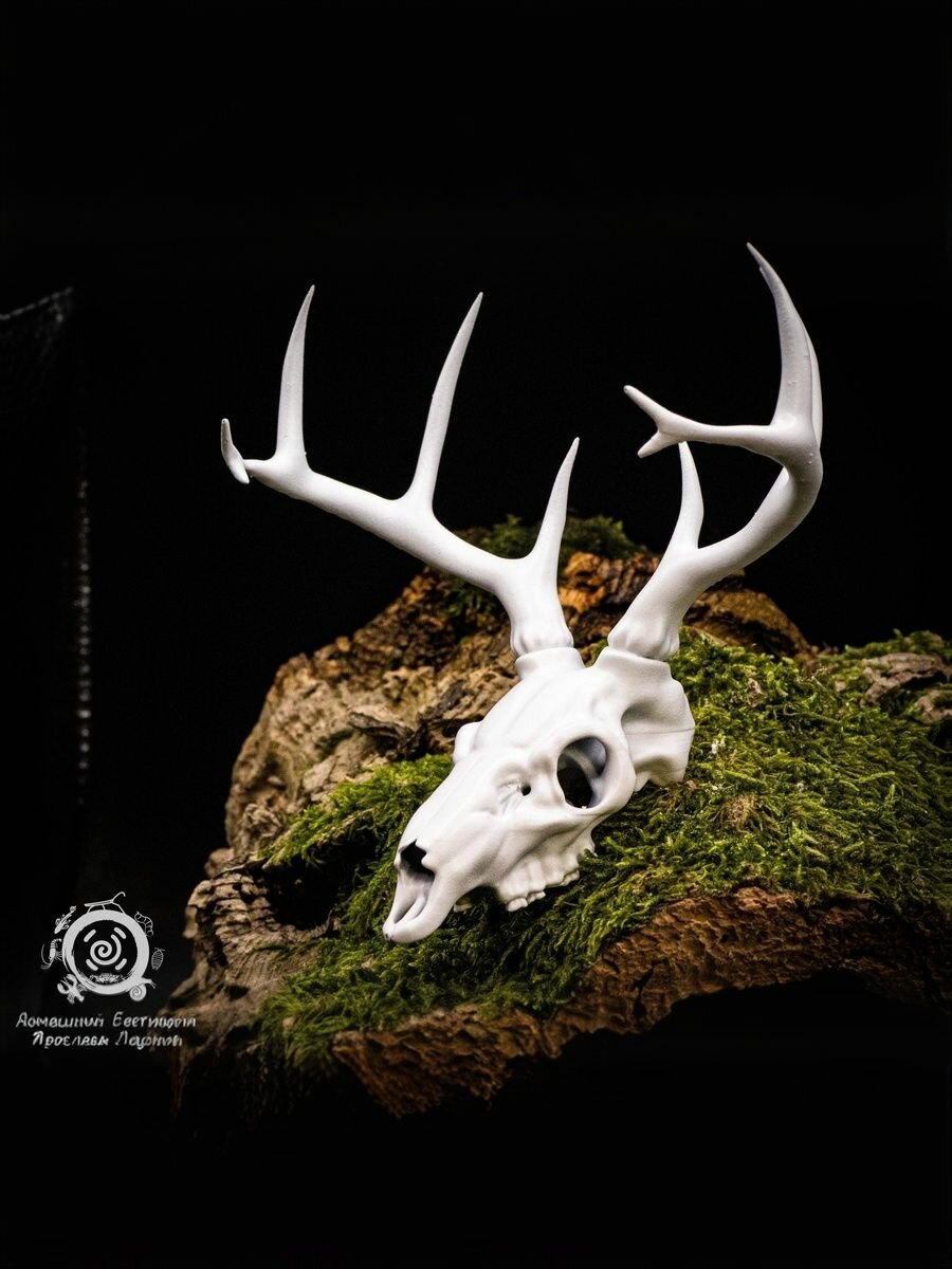 Череп оленя