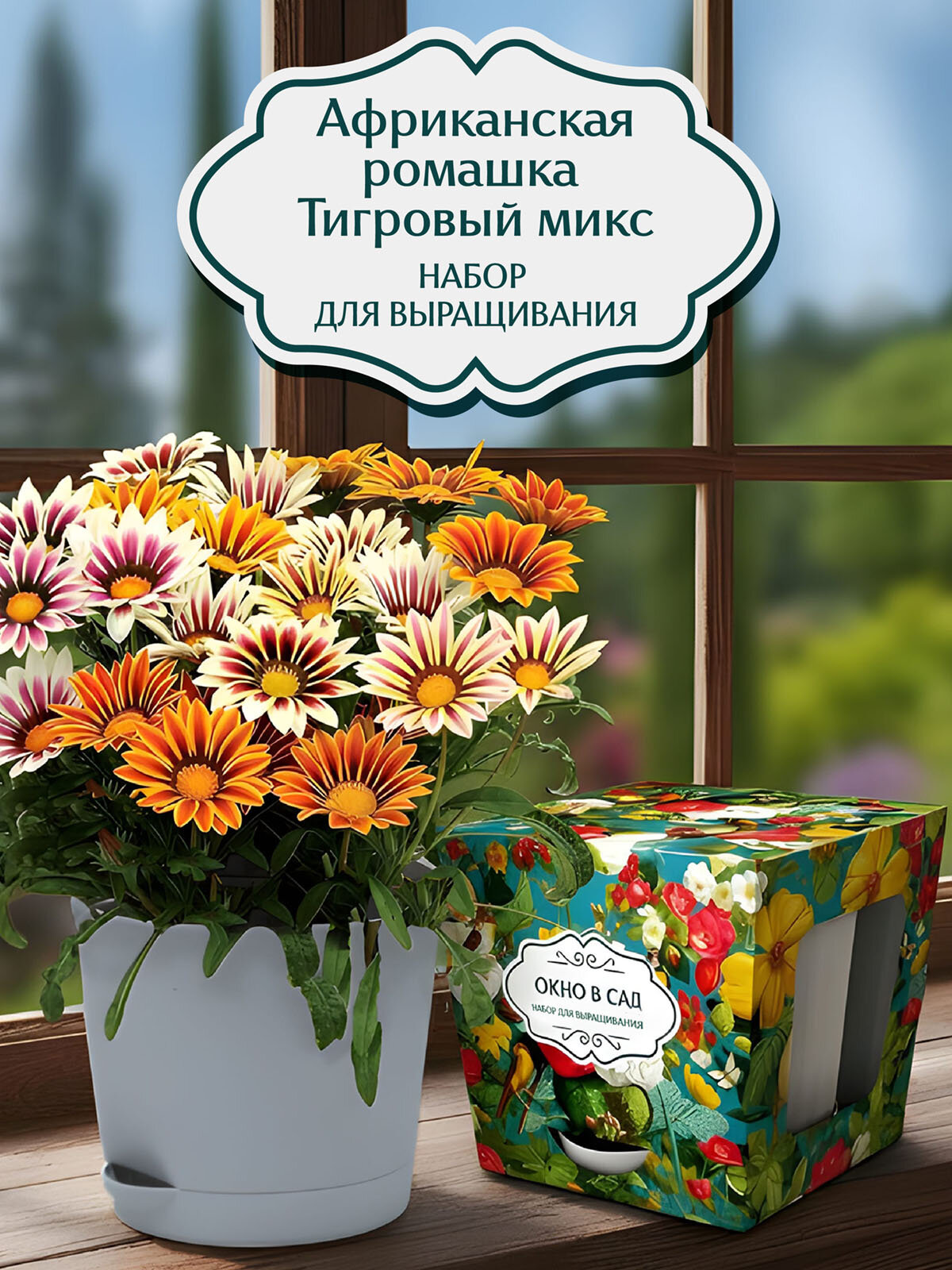 Африканская ромашка (Тигровый микс) Набор для выращивания от бренда "Окно в сад", для детей и взрослых