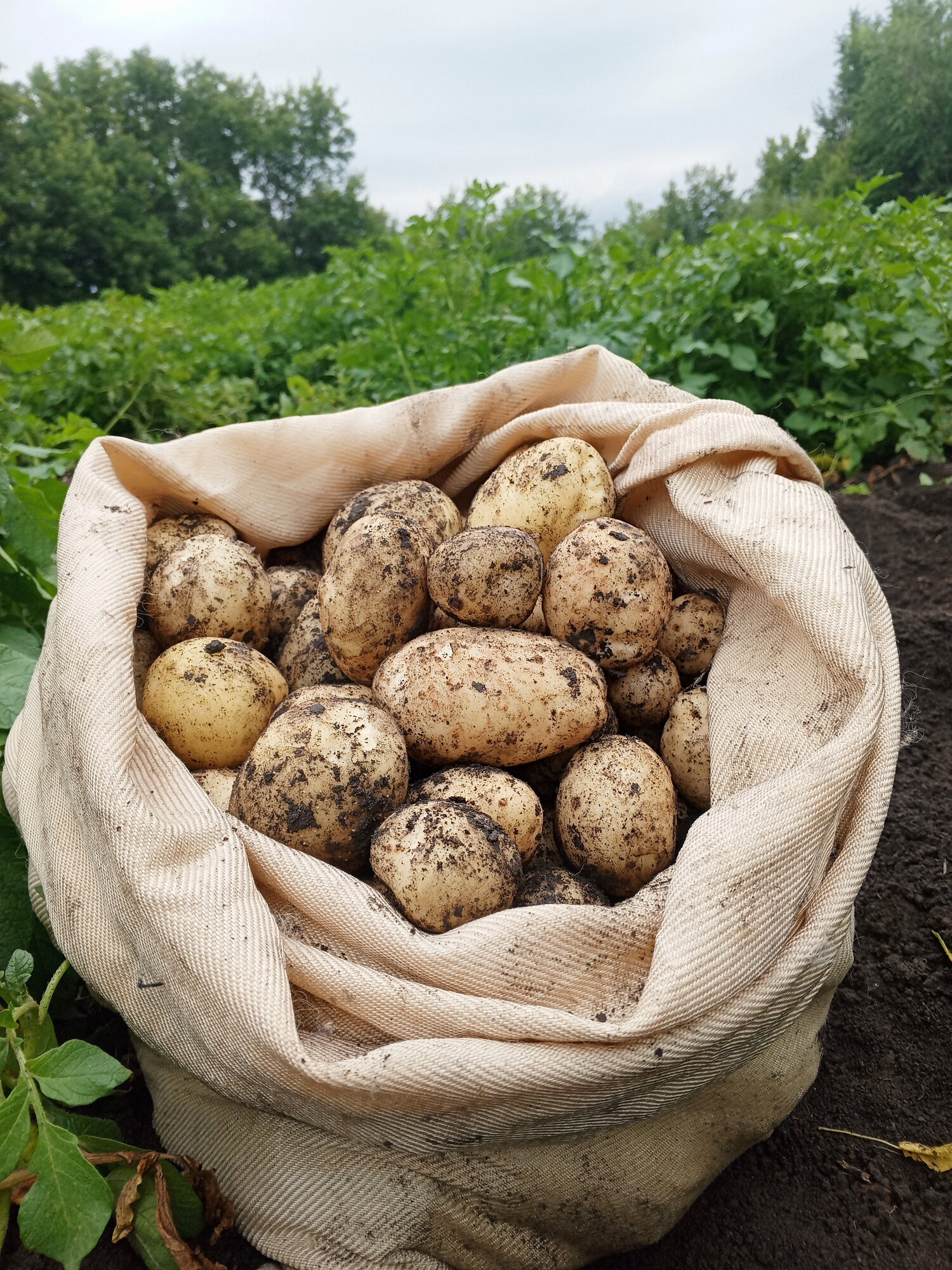 Картофель сорт удача