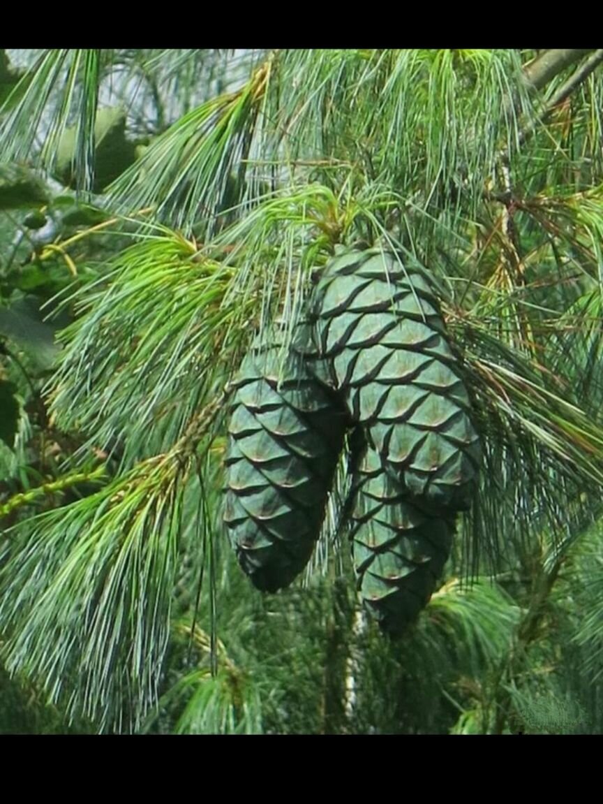 Семена Сосны Арманда, 5 штук