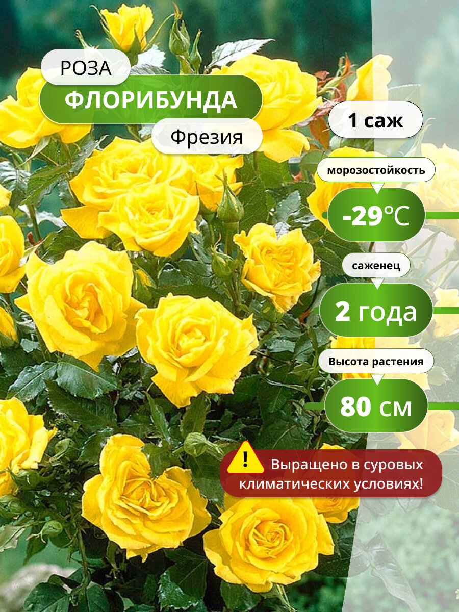 Роза флорибунда Фрезия (Friesia) / 1 шт, розы, морозостойкие, ароматные