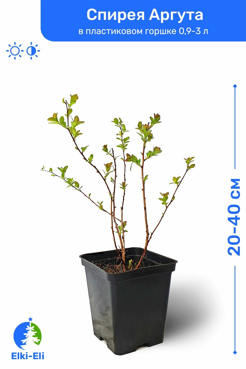 Спирея Аргута (Spiraea arguta) 20-40 см в пластиковом горшке, саженец, лиственное живое растение