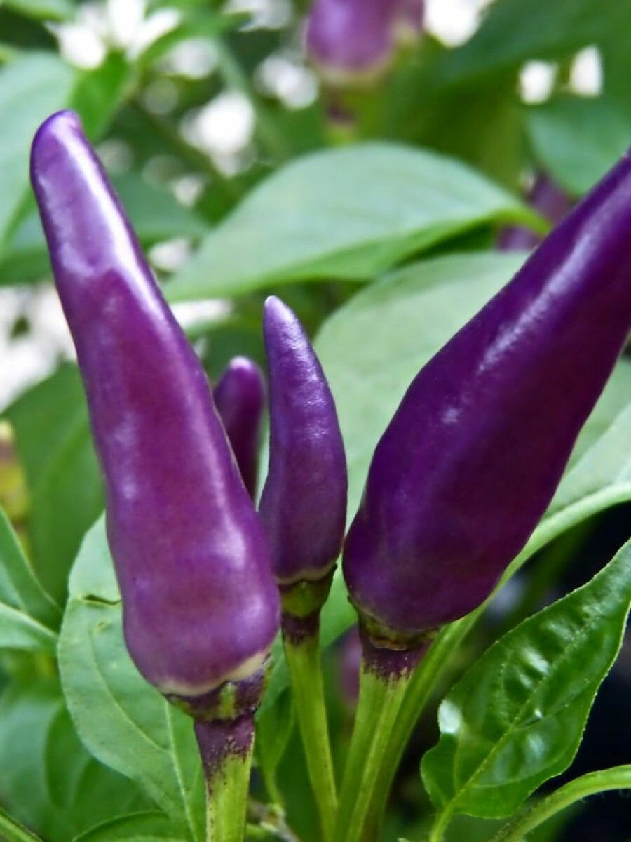 Острый перец Кайенский фиолетовый семена 5 штук