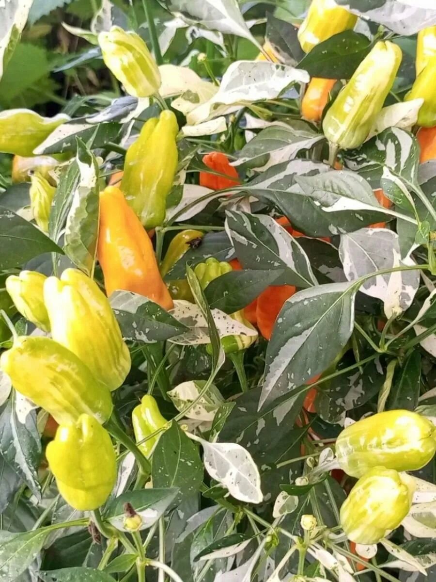 Острый перец Fish orange семена 5 штук