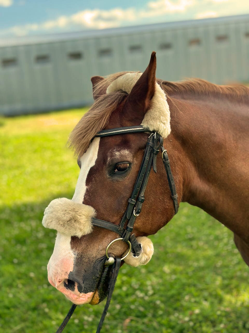 Меховушки на недоуздок Shkura-Dekor набор 2 шт (24 и 28 см) чулком золотой песок