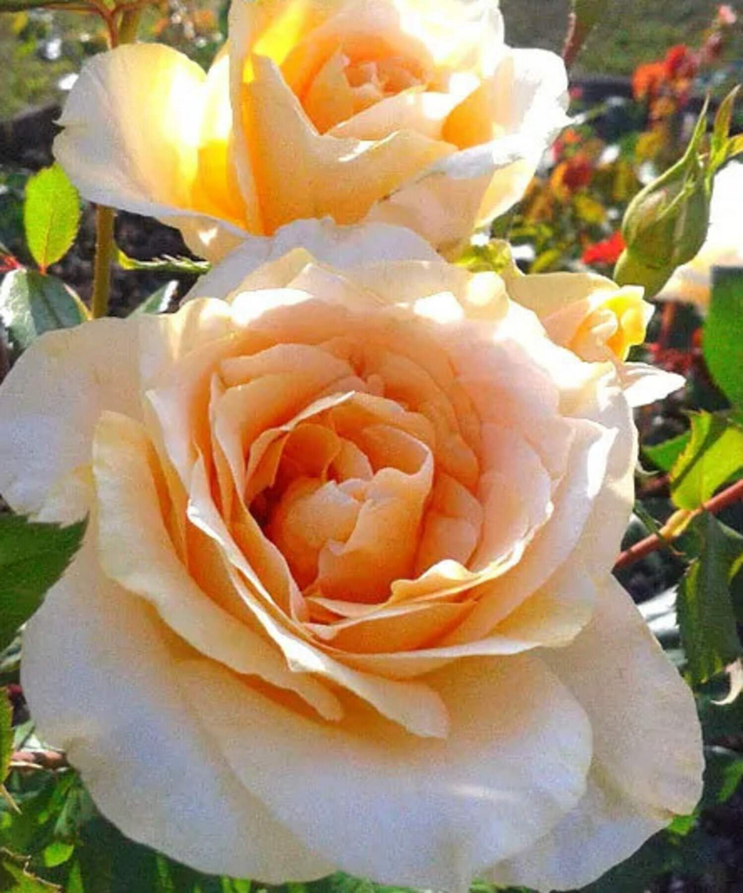 Роза чайно-гибридная Казанова (Casanova) / 1 шт, ароматный сорт