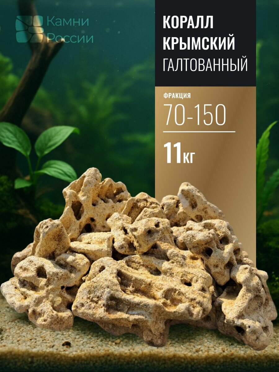 Крымский коралл галтованный (миотис), 70-150