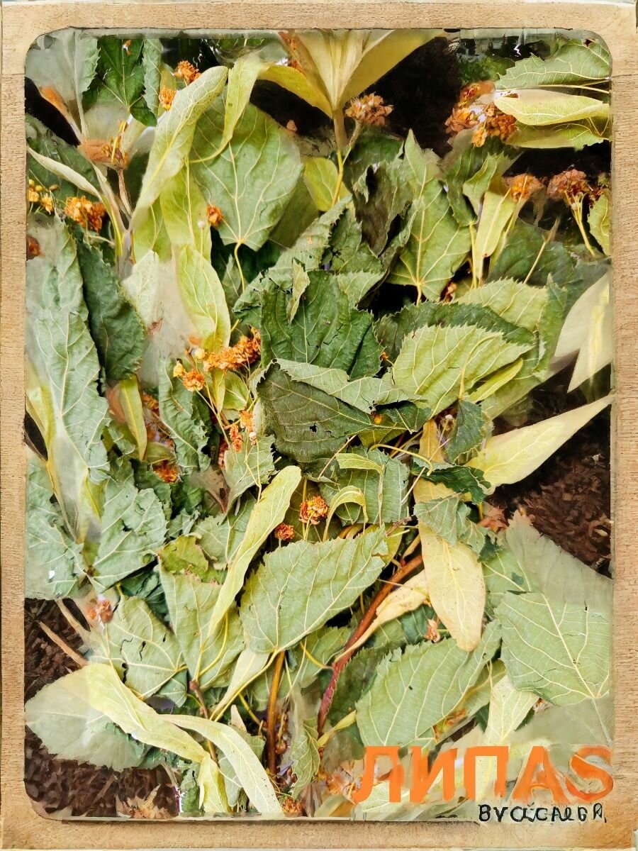 Запарка для бань и саун Липа "Липовые ноты"