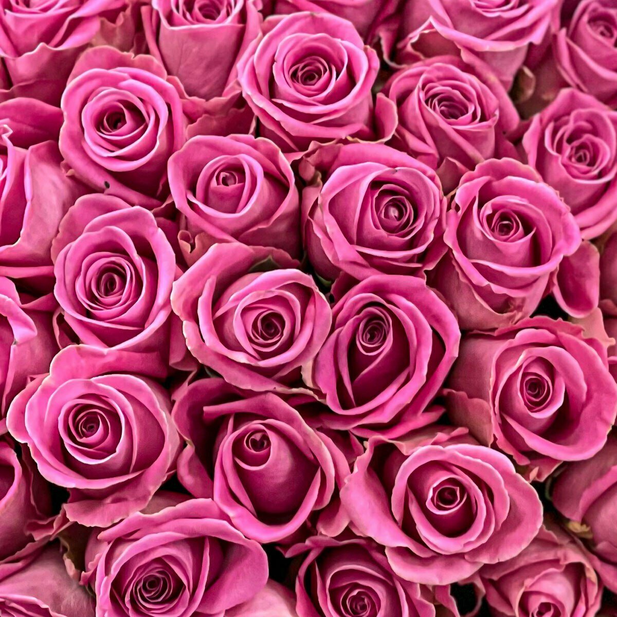 Монобукет Букет Маркет "65 розовых роз", с лентой, Кения, высота 40см