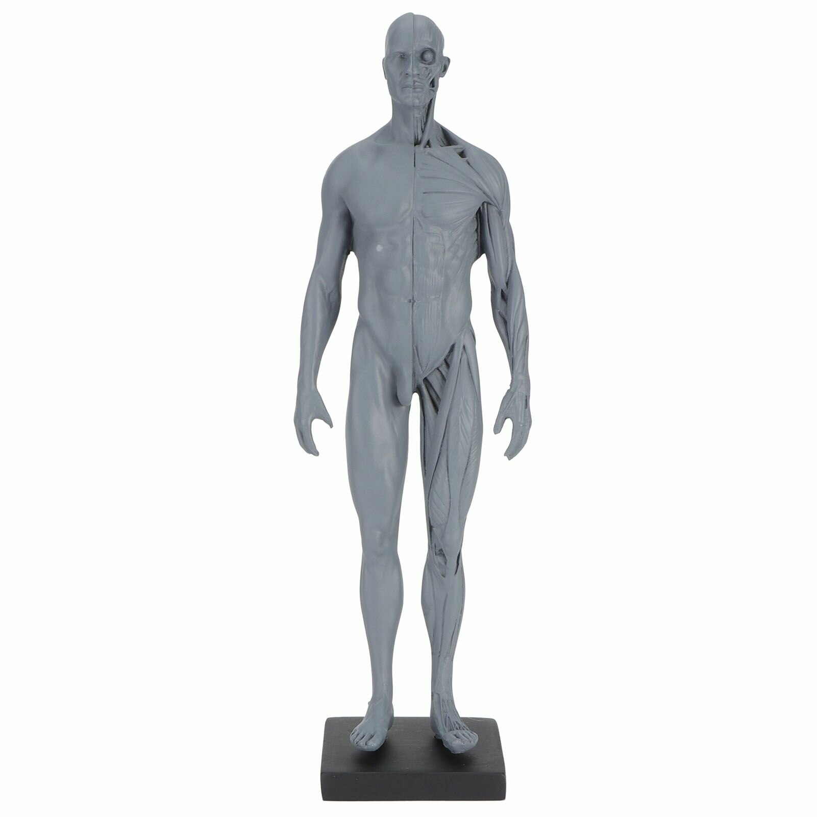 Анатомическая модель мышц человека из смолы, для обучения рисованию и исследований